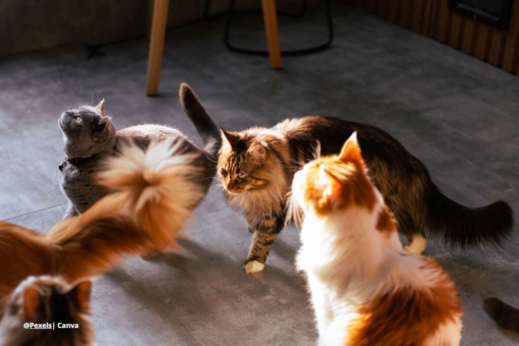 Las Razas de Gatos Más Comunes y Populares en Colombia - Más mascotas